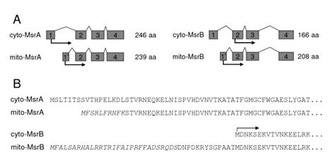 Alternative Splicing Of D Melanogaster Msra And Msrb Genes A Download Scientific Diagram