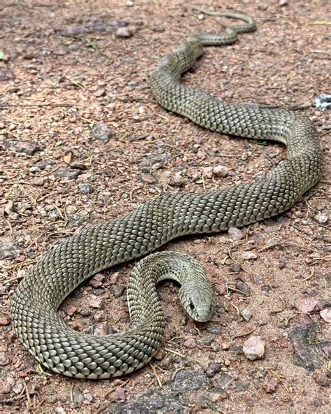 Rapanea Vivero Arboles Arbustos Cactus Rapaneafernandoferreiro • Instagram Photos And Videos