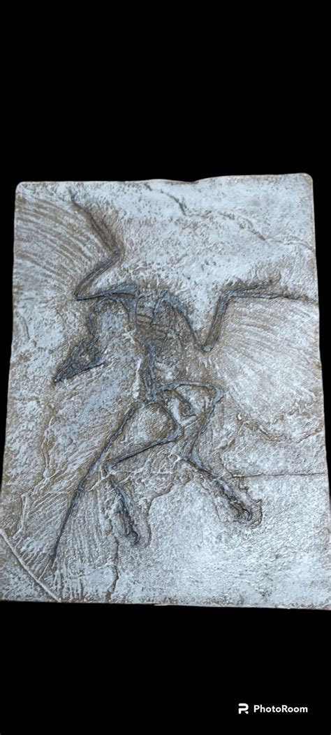 Archaeopteryx Lithographica Fossil Replica Etsy