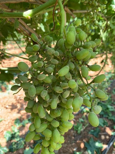 Hektaş Penrival Domark Finesulfur Alaşehir Salihli Sarıgöl Faik Ferik Sırt