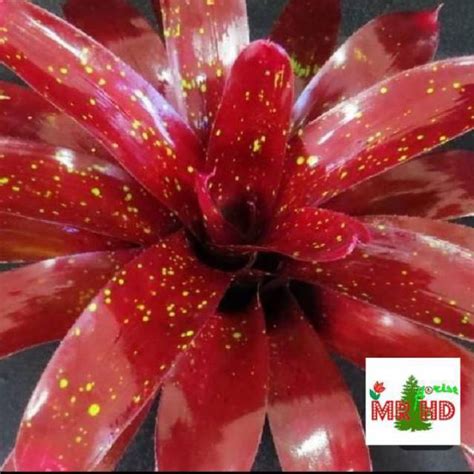 Jual Bromelia Red Astex Shopee Indonesia
