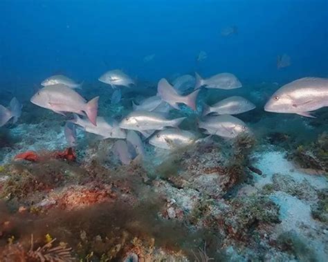 Mutton Snapper Facts Diet Habitat And Pictures On Animaliabio