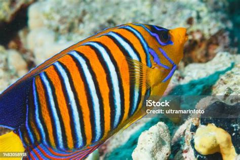 로얄 엔젤피쉬 바다 생활 산호와 물고기가있는 수중 장면 스쿠버 다이버 관점 0명에 대한 스톡 사진 및 기타 이미지 0명 경산호 관광 Istock