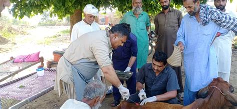 dr muhammad talha sajjad on linkedin performed c section in cow