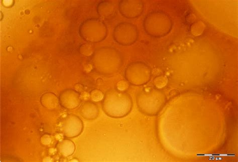 Optical Microscopy Photo Of Emulsion 8 Download Scientific Diagram