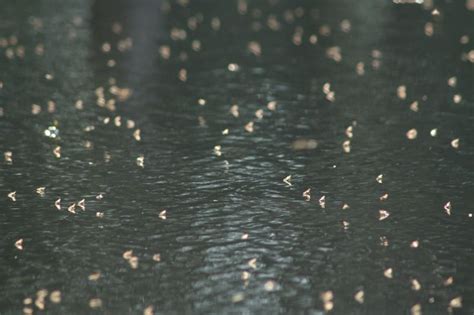 Here Are 10 Interesting Facts About The Fearsome Highland Midge