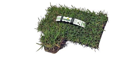 Empire Zoysia Grass Plugs Sod Solutions 42 Off