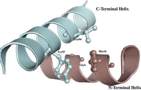 N And C Terminal Interface Showing Close Interaction Of Conserved Download Scientific Diagram