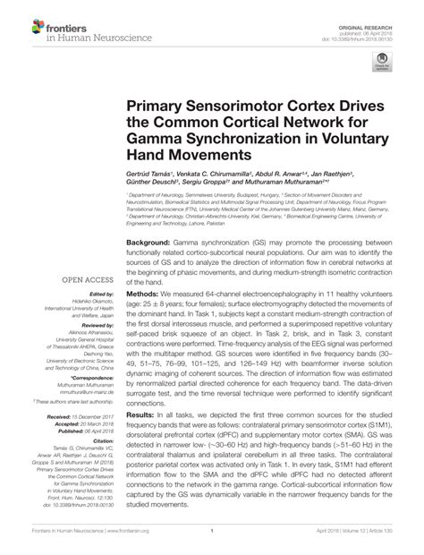 Pdf Primary Sensorimotor Cortex Drives The Common Cortical Network For Gamma Synchronization