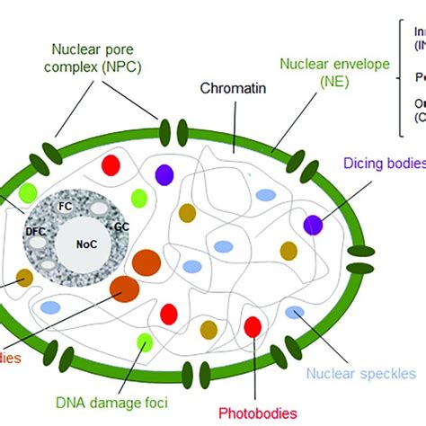 Schematic Representation Of A Plant Nucleus Showing The Nucleolus Dark