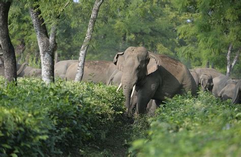 Solving India’s deadly conflict between humans and elephants | CNN