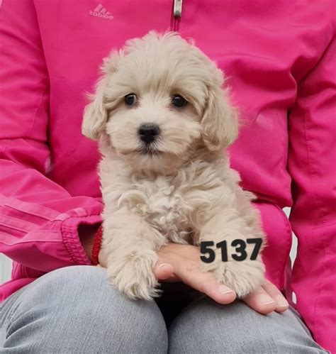 Maltipoo Cavapoo Cockapoo Dohodnite Sa Na Extrabazar Sk