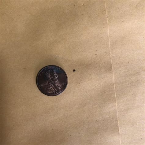 Deer Ticks Are Tiny And Can Transmit Lyme Disease R Vermont