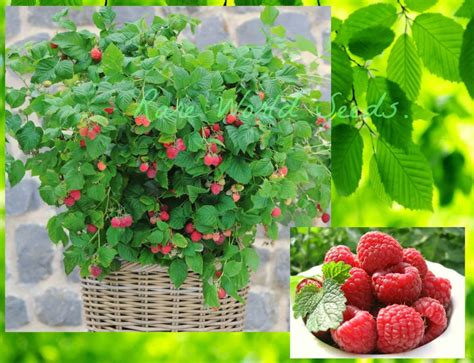 Seeds Dwarf Raspberry Ruby Beauty Thrives In Patio Pots Very Rare Etsy Seeds Dwarf Raspberry Ruby Beauty Thrives In Patio Pots Very Rare Etsy