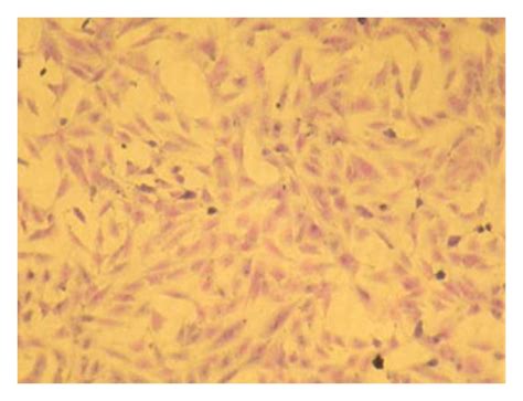 Morphology Of Mouse Embryo Fibroblasts In The Cell Proliferation Download Scientific Diagram