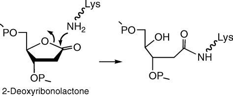 Chemical Structure Of Deoxyribose