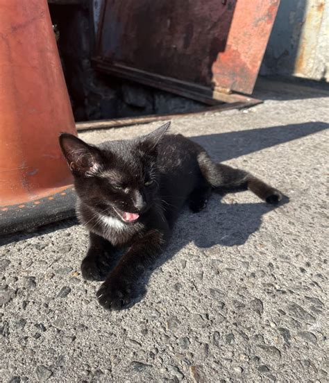 Stray Kitty Wouldnt Stop Yelling Rcatswhoyell Stray Kitty Wouldnt Stop Yelling Rcatswhoyell