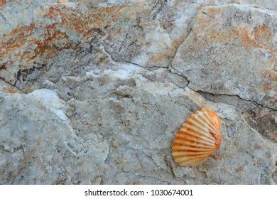 Fossil Shells On Sedimentary Rock Stock Photo Shutterstock