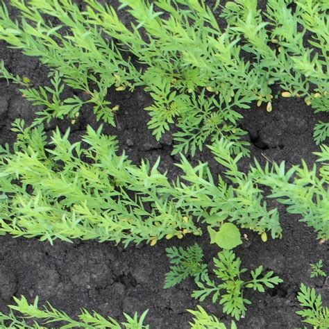 weeds crops object detection dataset v2 with flip by weedsdetection