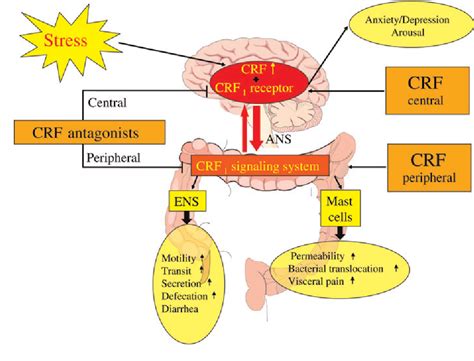 Figure 1 From Corticotropin Releasing Factor Signaling And Visceral