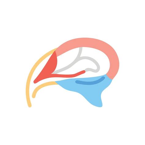 Hypothalamus Area Vector Art Icons And Graphics For Free Download