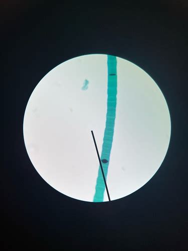 Bio Lab Practical 2 Flashcards Quizlet