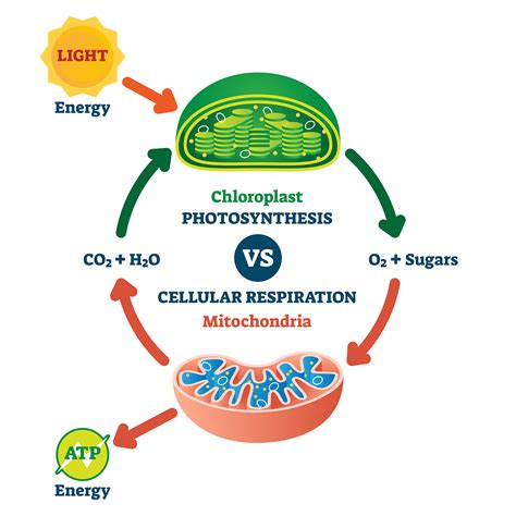 Photosynthesis How Plants Make Food MooMooMath And Science