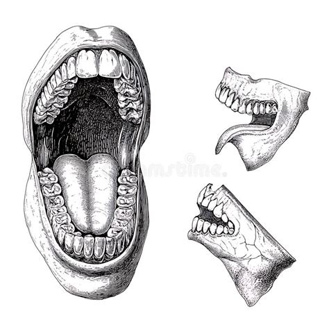 Open Mouth Drawing Sketch