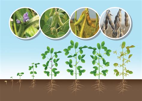 Want To Take More Beans To The Bin At Harvest Pay Attention To Soybean