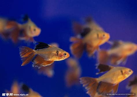 鱼 摄影图 海洋生物 生物世界 摄影图库 昵图网