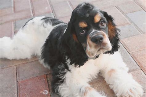 Tri Cocker Spaniel Cocker Spaniel American Cocker Spaniel Spaniel