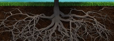 Root System Definition Functions And Types Of Roots