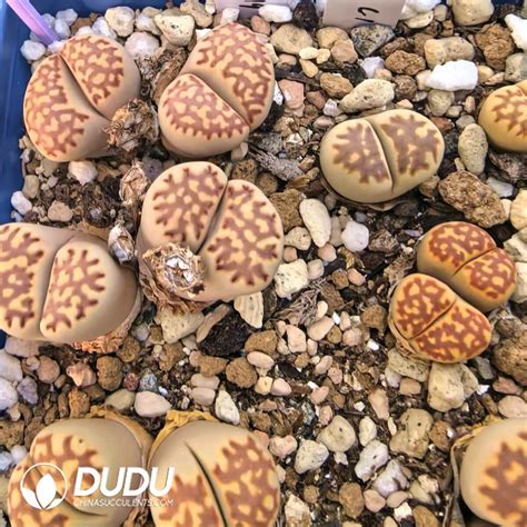 Lithops Julii Ssp Fulleri V Brunnea C1791000pcs Dudu Wholesale
