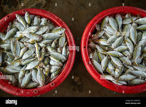 The Fish Market And Harbour At The Pak Nam Pran Fishing Village Near