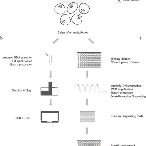 Crisprcas9 Works Efficiently In Naïve Human Embryonic Stem Cells