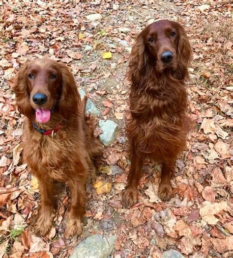 Introduction R Irishsetter
