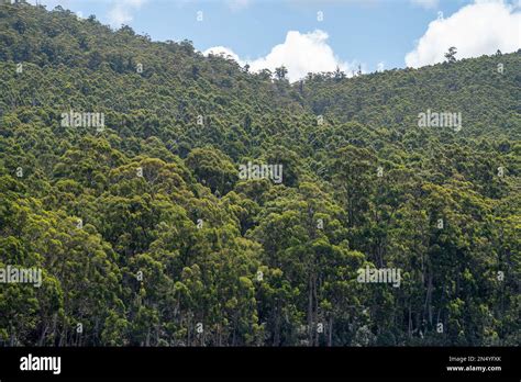 Farm Surrounded By Over A Plantation Of Trees In A Forestry Farm In The Bush In The Mountains