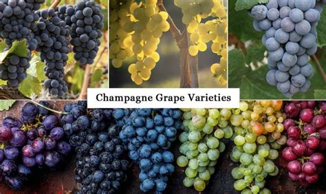 Champagne Vs Prosecco A Smart Guide To The Real Differences