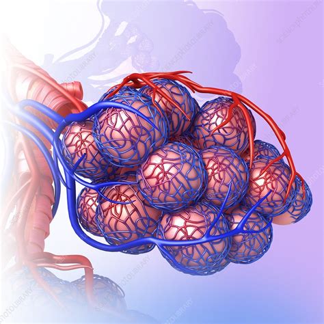 Alveoli Of The Human Lung Illustration Stock Image F Science Photo Library