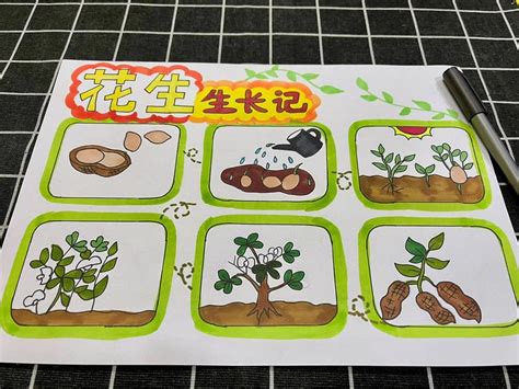 七年级生物自然观察笔记手抄报（高清13张） 手抄报图片大全