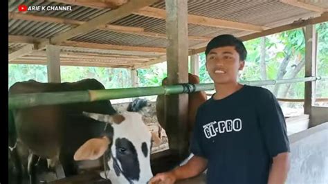 Pemuda 20 Tahun Ini Buktikan Bisa Sukses Beternak Sapi