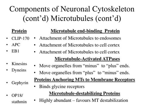 Ppt Neuronal Cytoskeleton Structure And Function Powerpoint Presentation Id 663334