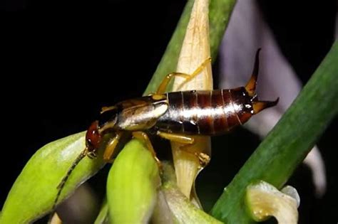 How To Fight Back And Win The War Against Oklahoma Earwigs