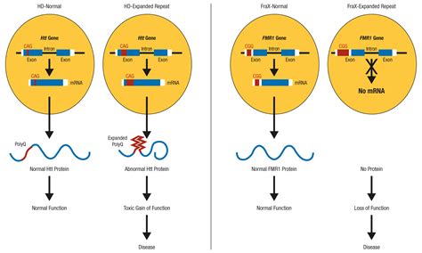 Trinucleotide Repeat Expansion And Neuropsychiatric Disease Genetics