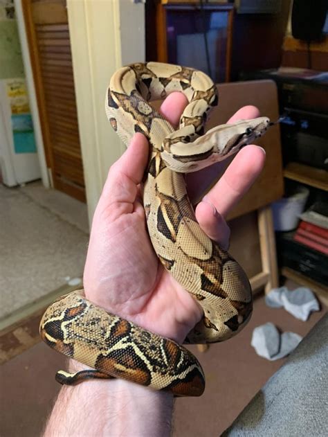 68th Venezuelan Red Tail Boa Feeding Ahsoka Tano Snips 7th Ft Small Rat