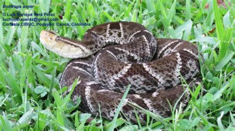 Bothrops Asper The Reptile Database
