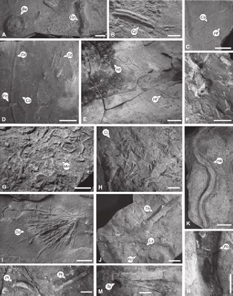 Trace Fossil Assemblage From Teresina Formation Abbreviations Be