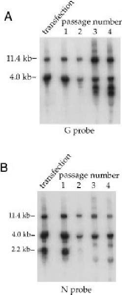 Northern Blot Of Sfvdpg N Rnas After Minimal Virus Passaging Bhk Cells