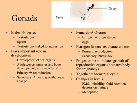 Neural And Hormonal Systems Ppt Download