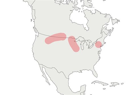 Eubranchipus Intricatus